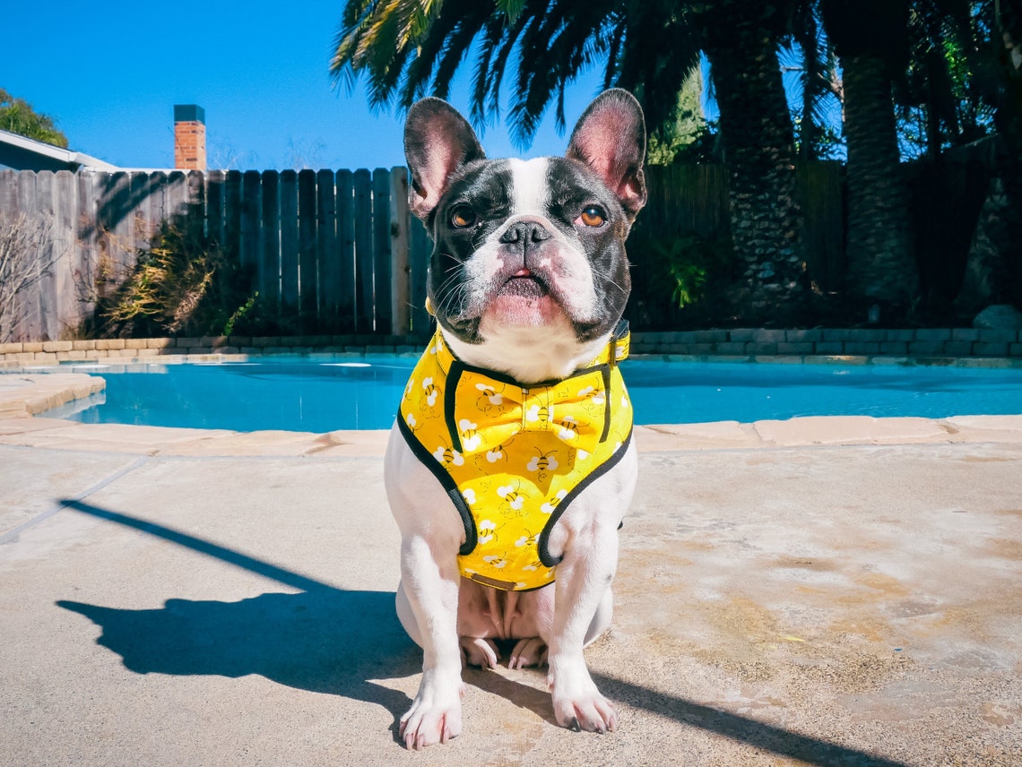 Cute Bee Dog Harness Collar Leash Set, Girl Boy Dog Harness Vest ...