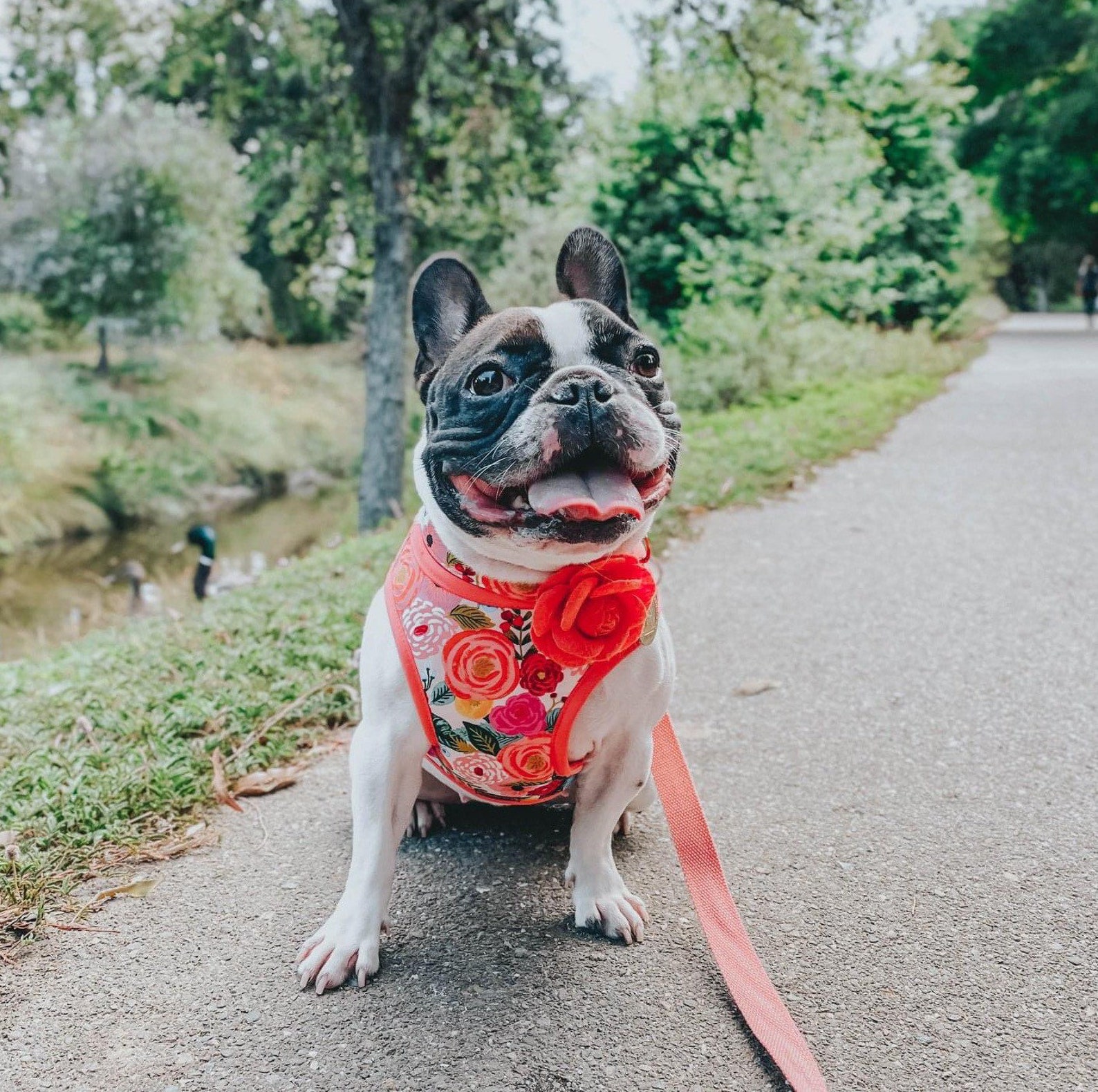 Girl Floral Dog Harness Set/ Rifle Paper Co Dog Harness and | Etsy
