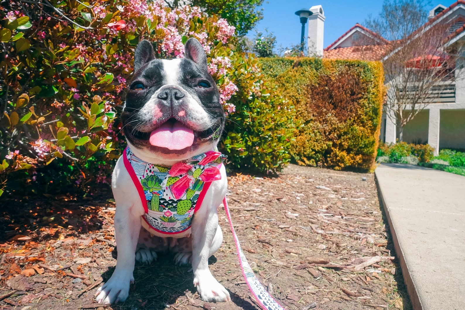 Girl Cactus Dog Harness Set/ Succulent Dog Harness Vest/ | Etsy
