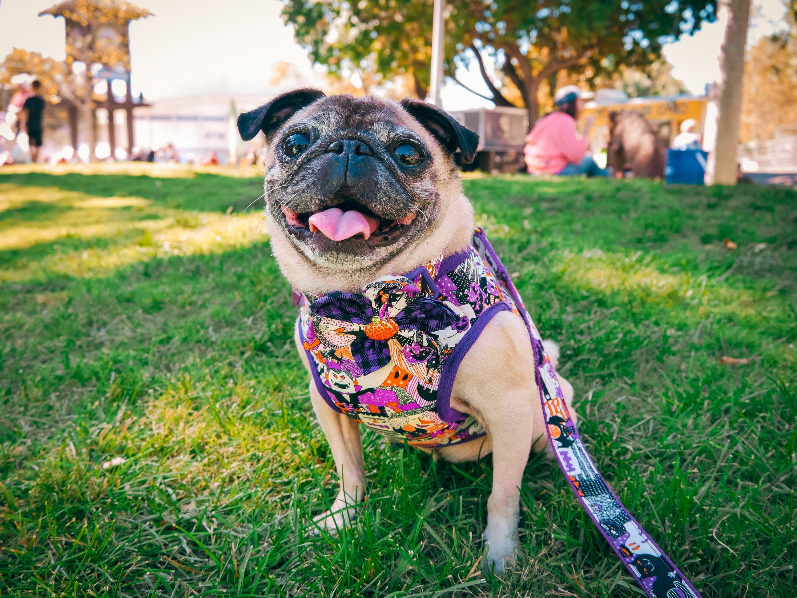 Halloween dog harness Purple Halloween dog harness vest | Etsy
