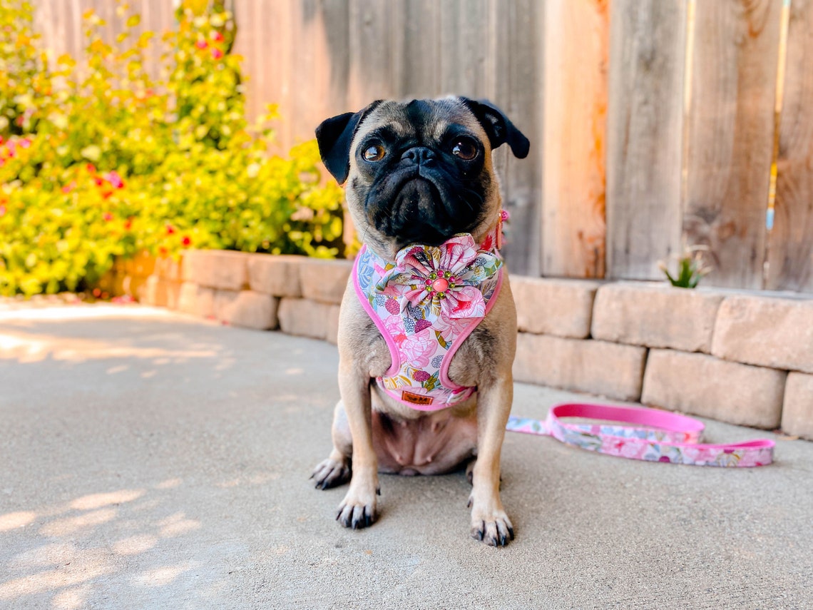 Floral Girl Dog Harness Vest/ Pink Flower Dog Harness/ Female - Etsy