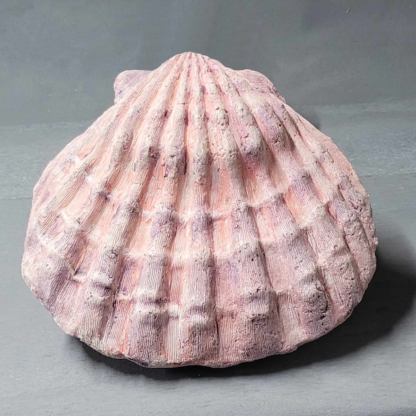 Cats Paw Shell - Etsy