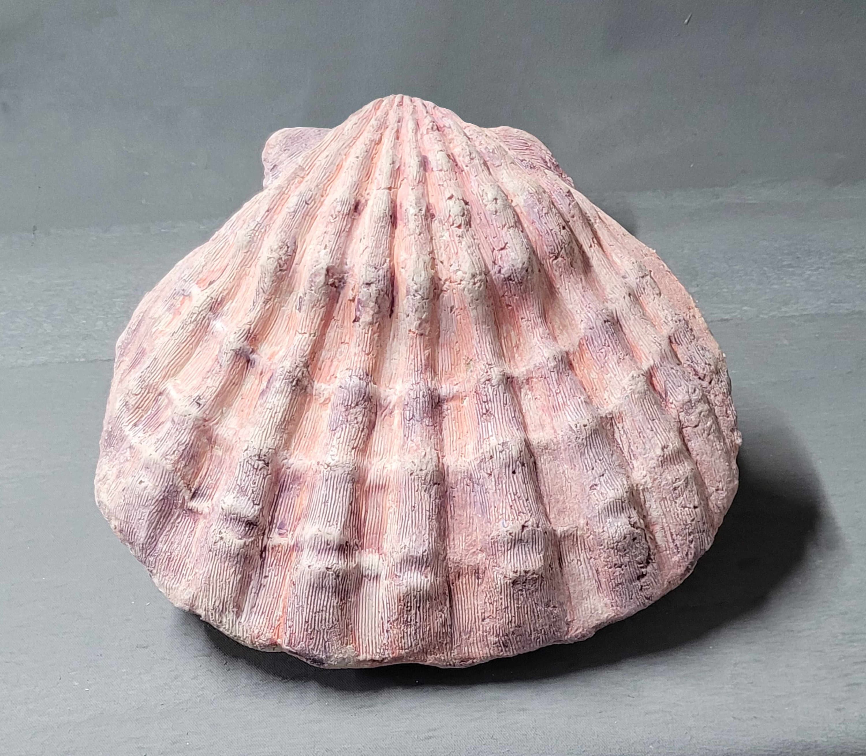 Shell Urn-lions Paw Shell, Biodegradable: for Land or Water Burial - Etsy