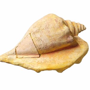 Conch Shell Biodegradable Urn - Sea Shell Urn Ideal for Land or Water ...