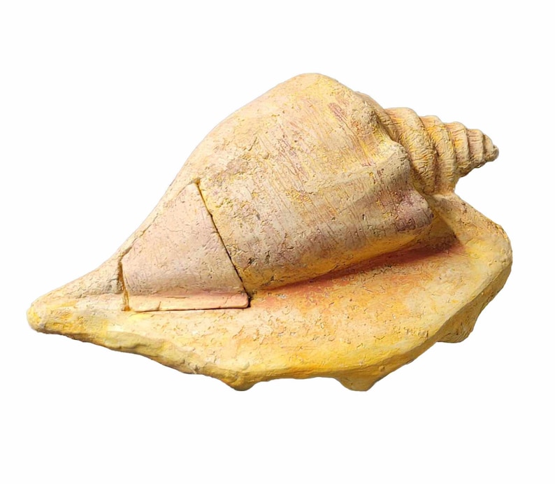 Conch Shell Biodegradable Urn Sea Shell Urn Ideal for Land or Water for ...
