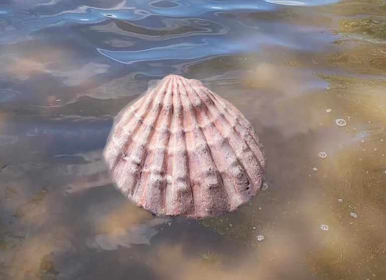 Shell Urn-lions Paw Shell, Biodegradable: for Land or Water Burial - Etsy