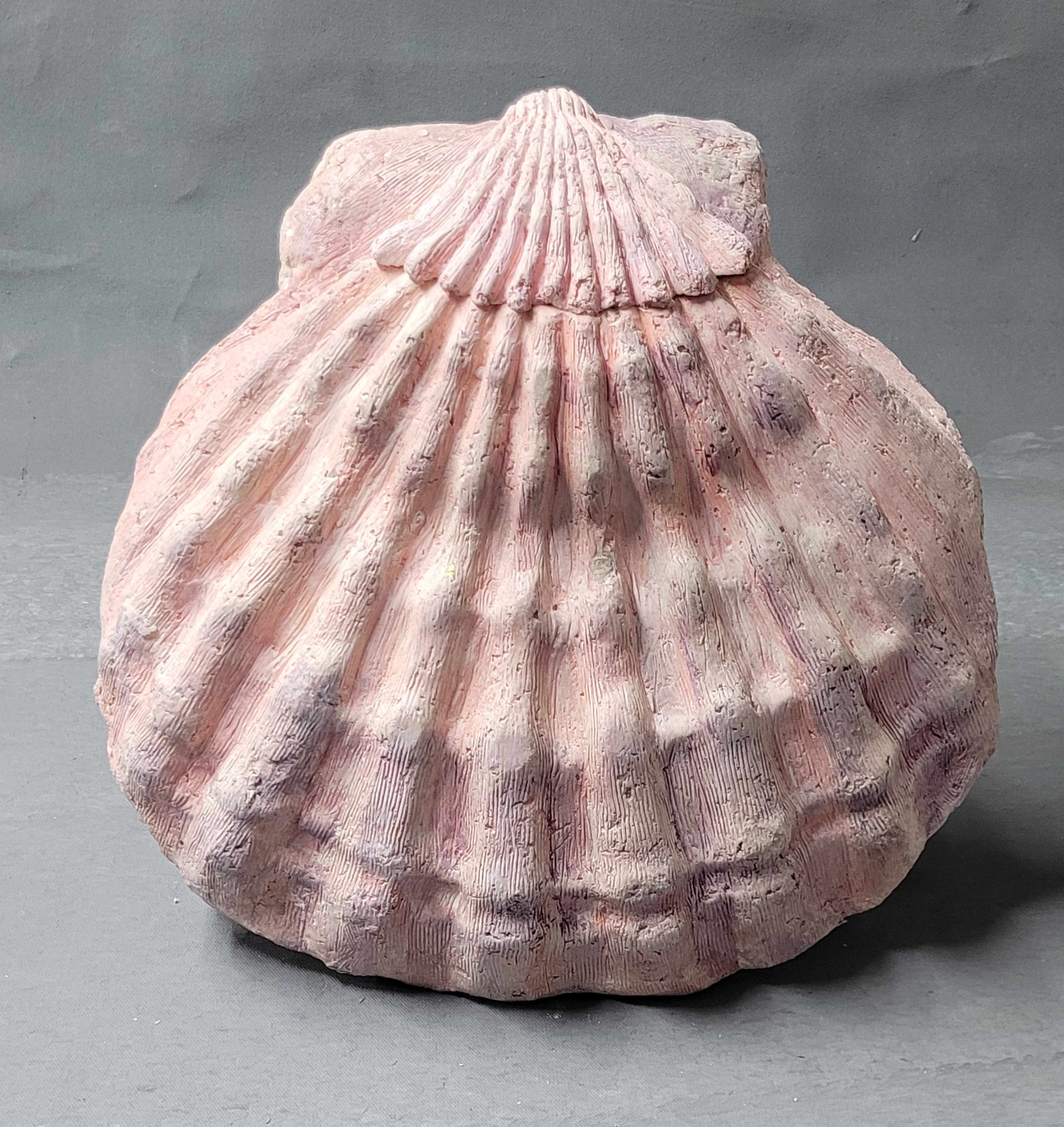 Shell Urn-lions Paw Shell, Biodegradable: for Land or Water Burial - Etsy