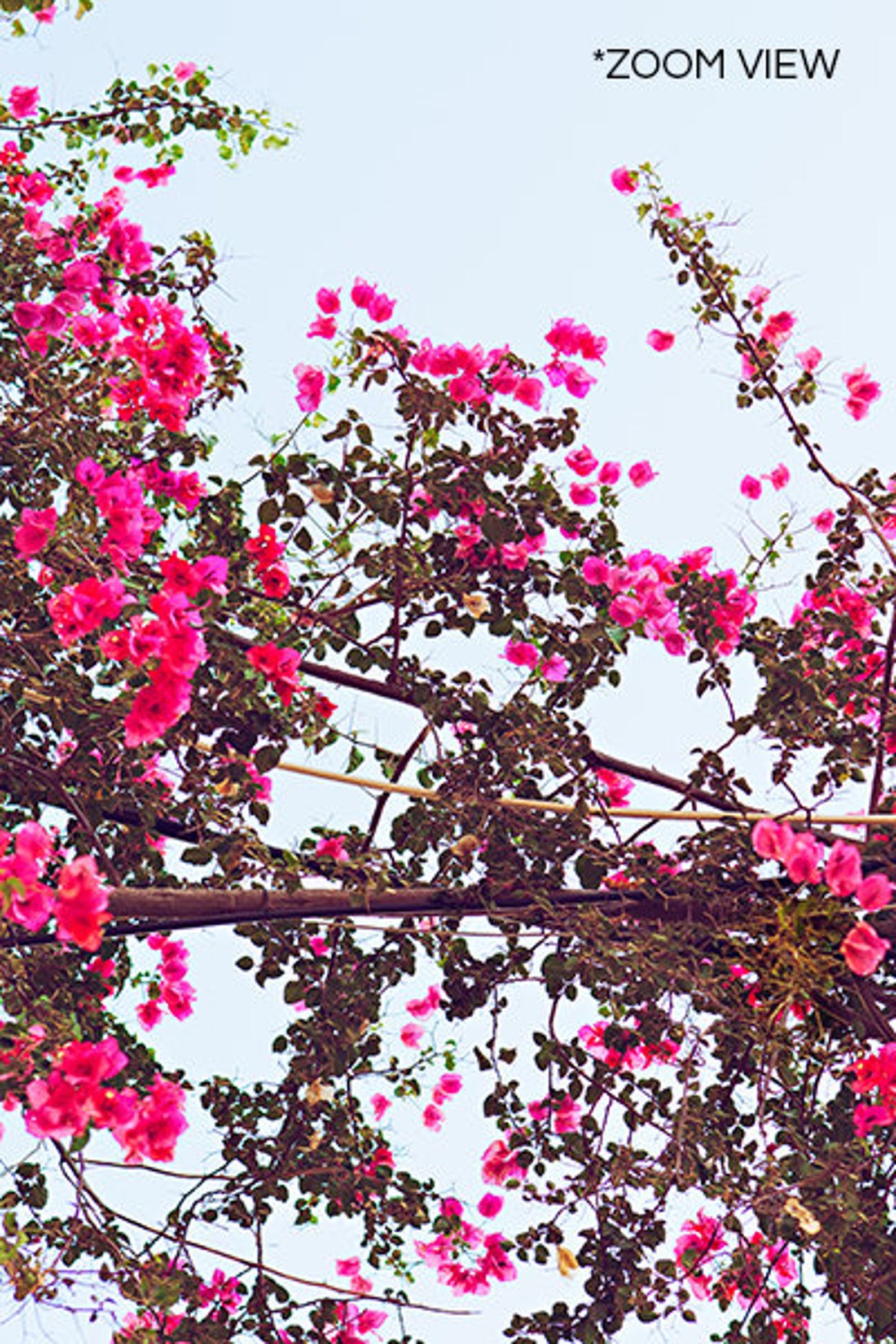 Greek Floral Wall Art, Greek Flowers Print, Pink Flower Photography ...