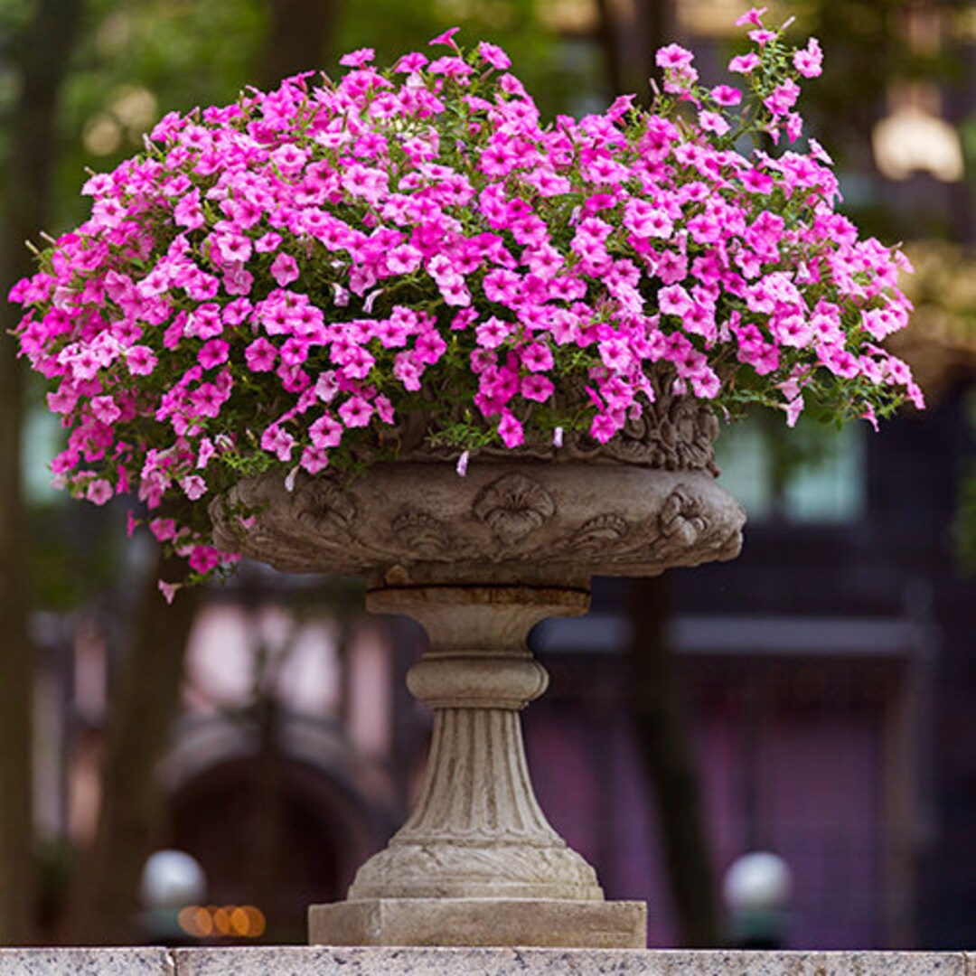 Geranium Photography, Pink Geraniums Print, Pink Flower Wall Art ...