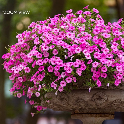 Geranium Photography Pink Geraniums Print Pink Flower Wall - Etsy