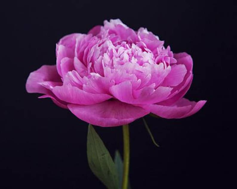 Picture of Peony, Pink Peonies Print, Peony Photography, Pink Flower ...