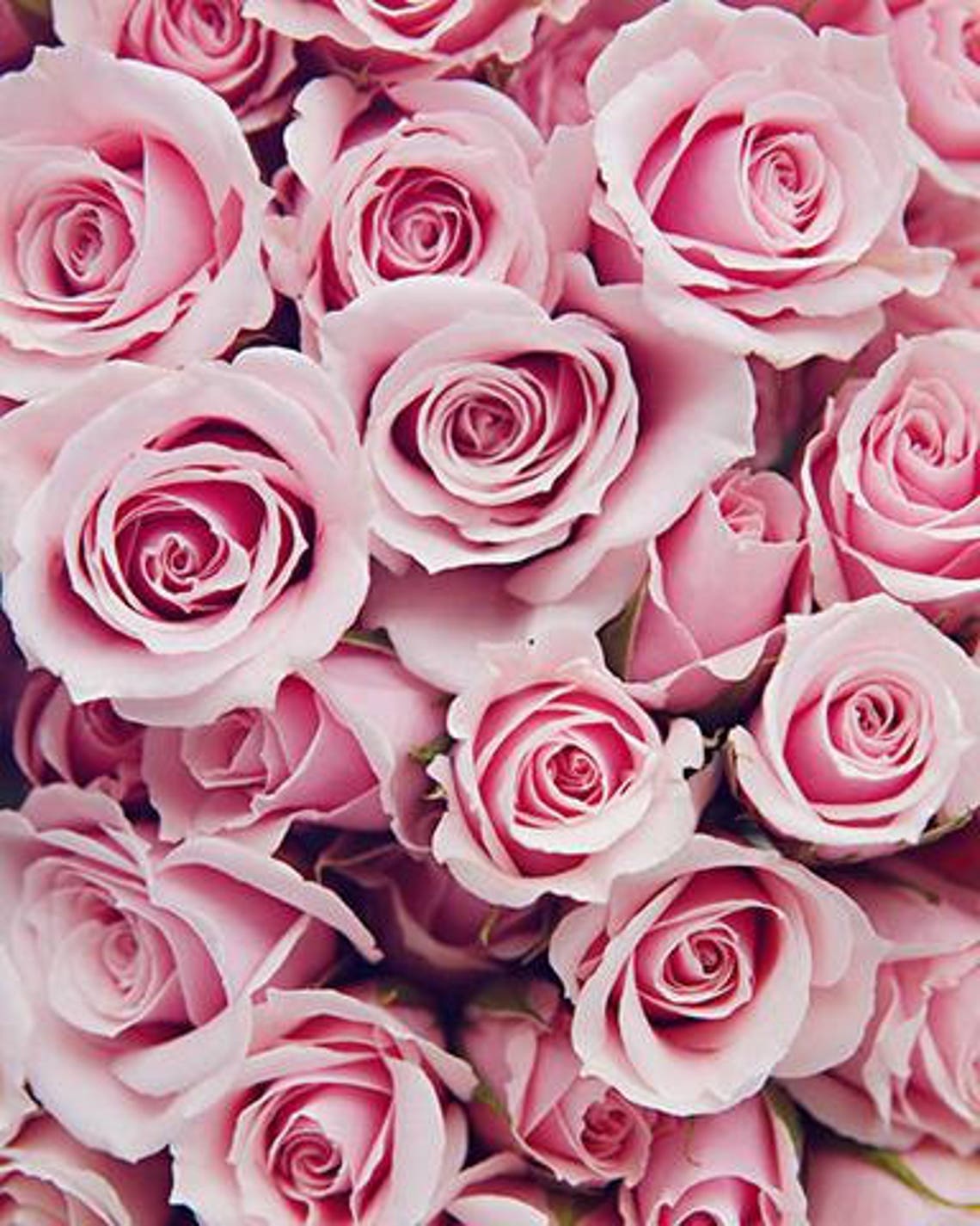 Pink Flower Poster Roses Photography Pink Roses Print Pink - Etsy