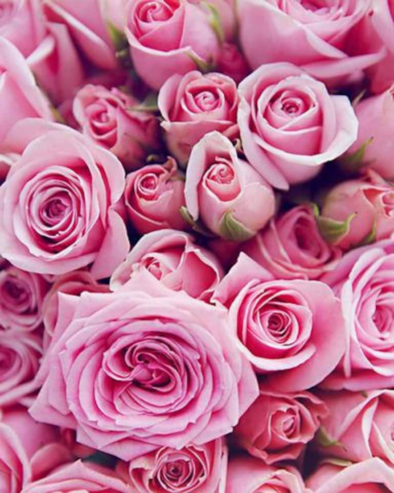 Pink Roses Print, Pink Flower Wall Art, Roses Photography, Picture of ...