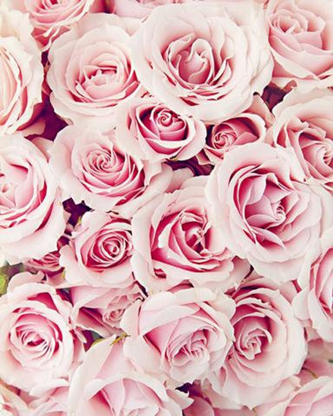 Roses Photography, Pink Roses Print, Pink Flower Wall Art, Picture of ...