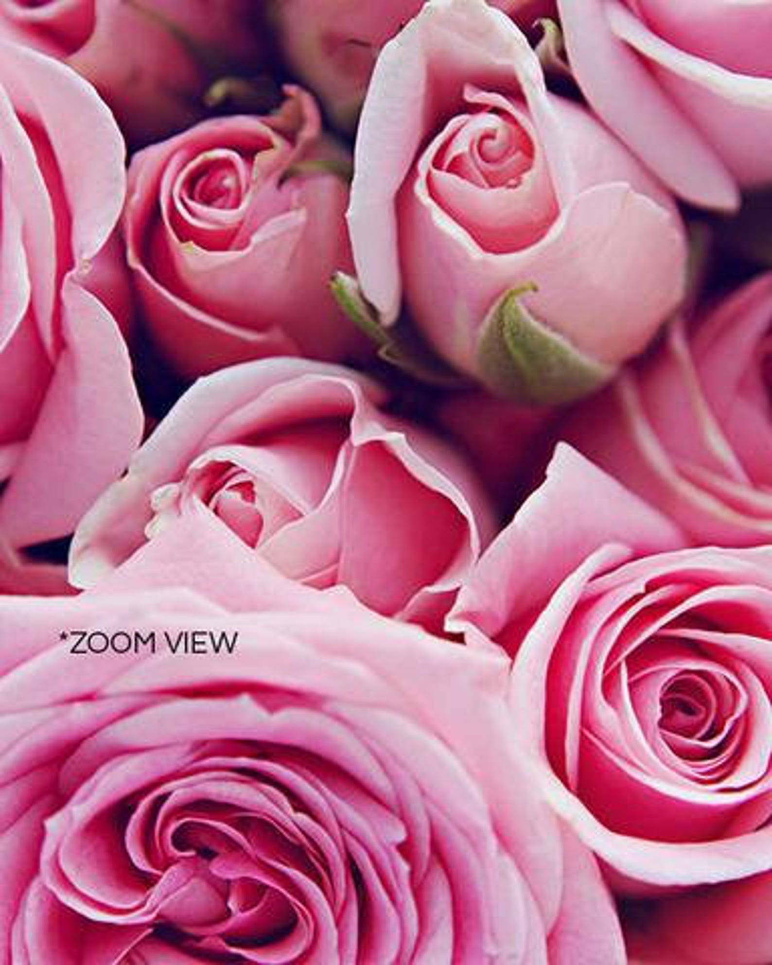 Pink Roses Print, Pink Flower Wall Art, Roses Photography, Picture of ...