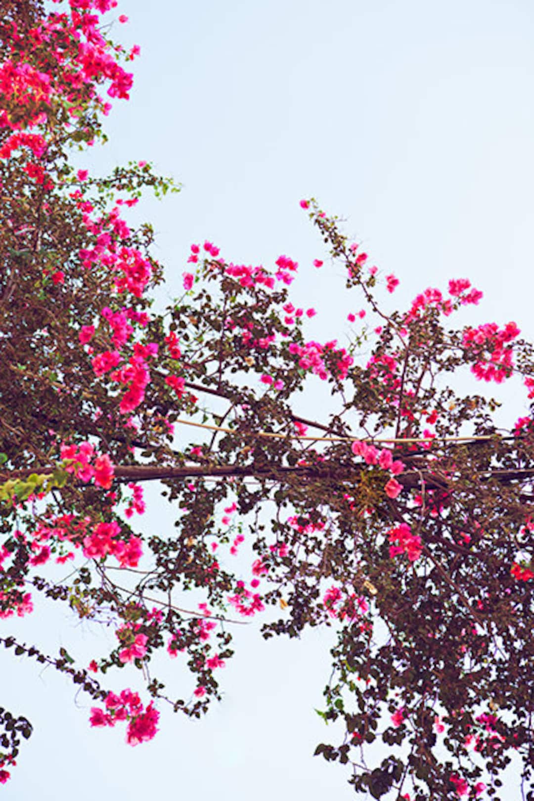 Greek Floral Wall Art, Greek Flowers Print, Pink Flower Photography ...