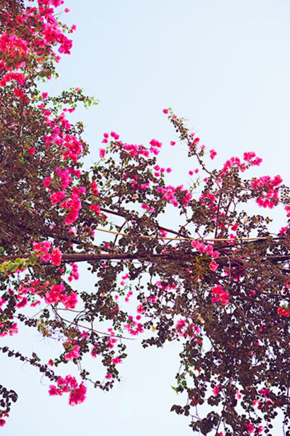 Greek Floral Wall Art, Greek Flowers Print, Pink Flower Photography ...