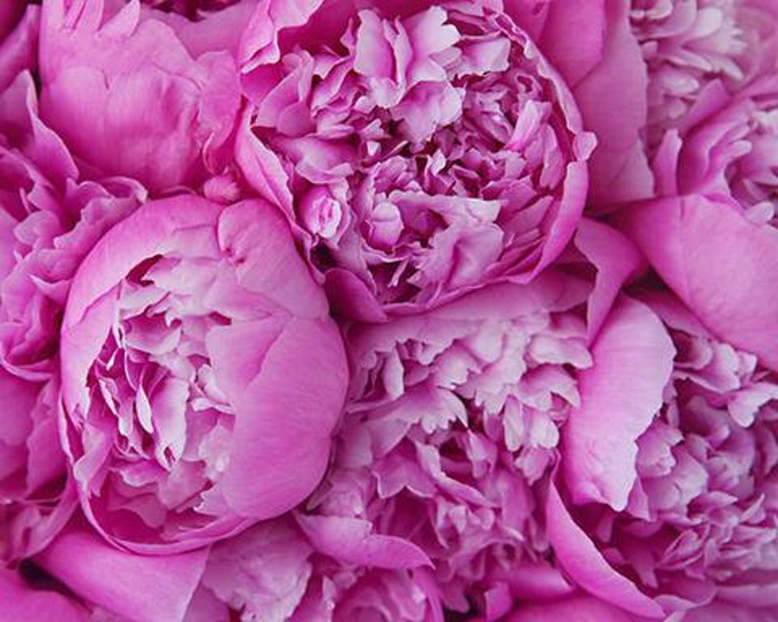 Peonies Print, Peonies Wall Art, Peony Photography, Picture of Peony ...