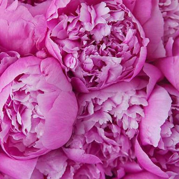 Peony Photography - Etsy