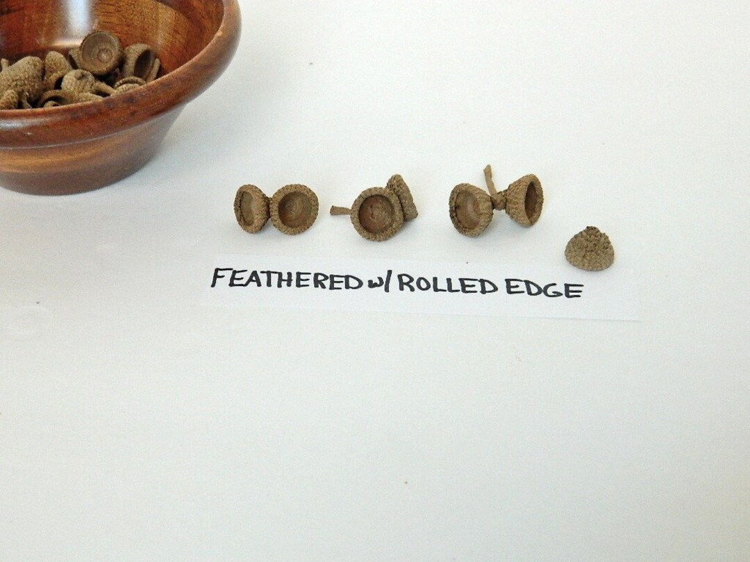 Real Acorn Tops, Natural Craft Supply, Feathered Deep Cup With Rolled ...