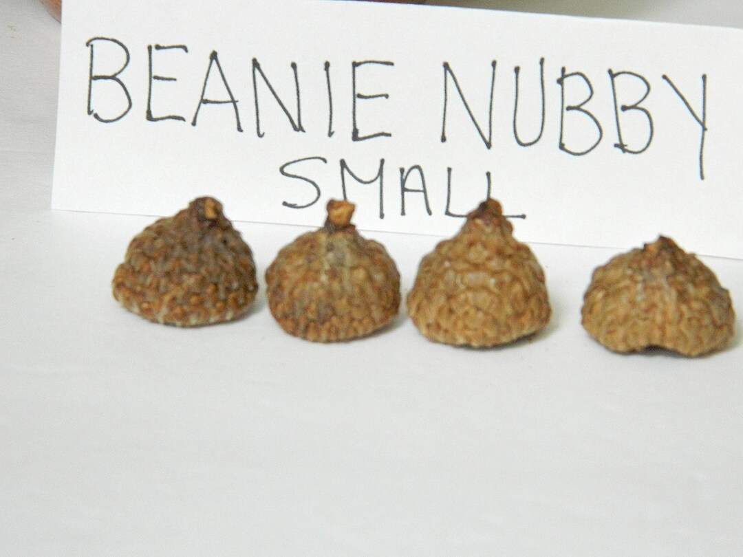 Nubby Textured Small Deep Acorn Caps, Pebbly Surface, Great for a ...