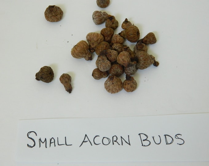 Tiny/small Unopened Acorn Buds, Natural Crafting Materials, Real Acorn ...
