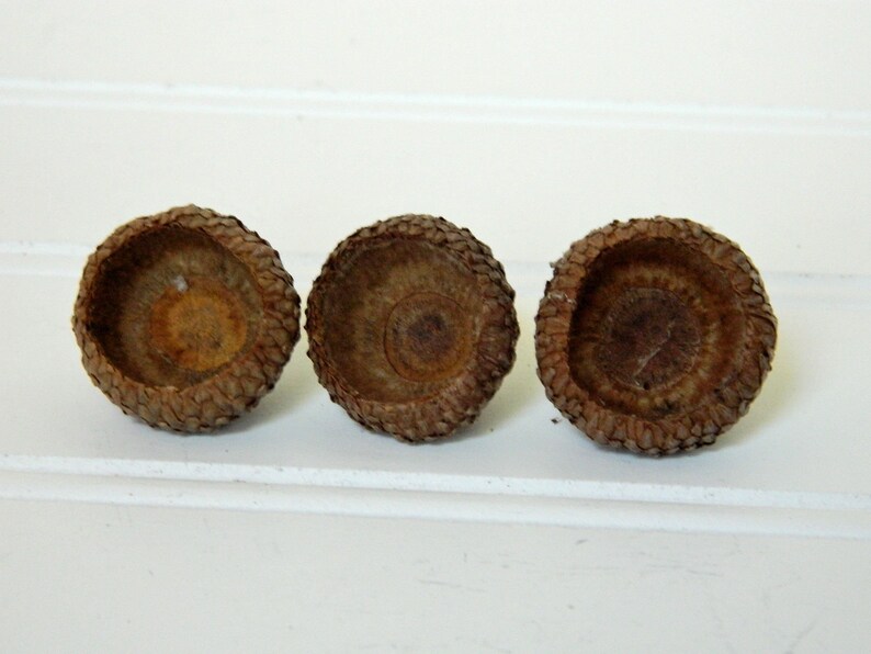 Medium Sized Natural Acorn Caps Real Acorn Tops for Crafts | Etsy