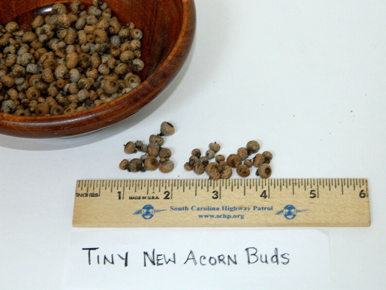 Teeny Tiny Acorn Buds, Natural Plant Product, Crafting Supply, Fairy ...