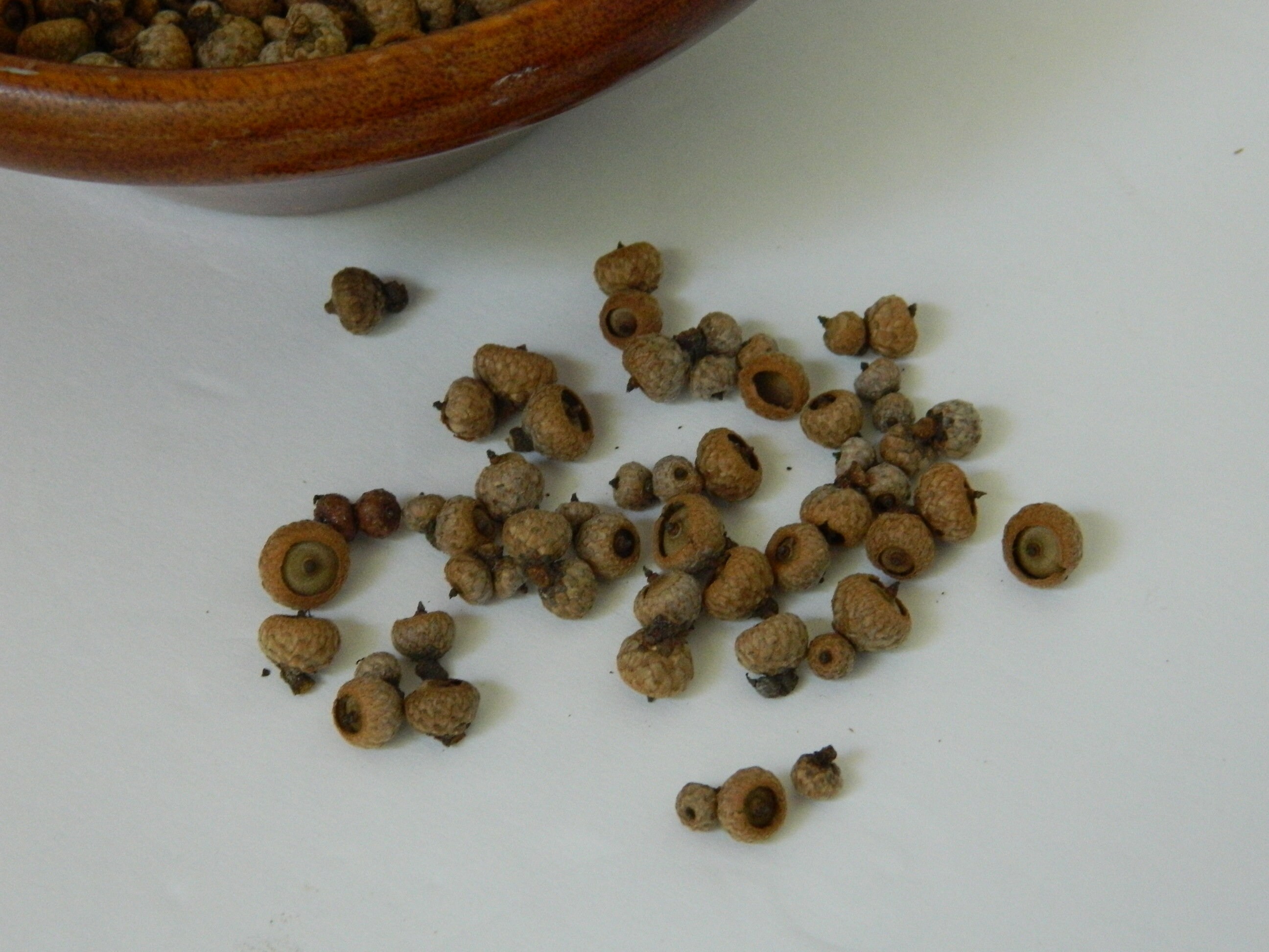 Teeny Tiny Acorn Buds, Natural Plant Product, Crafting Supply, Fairy ...