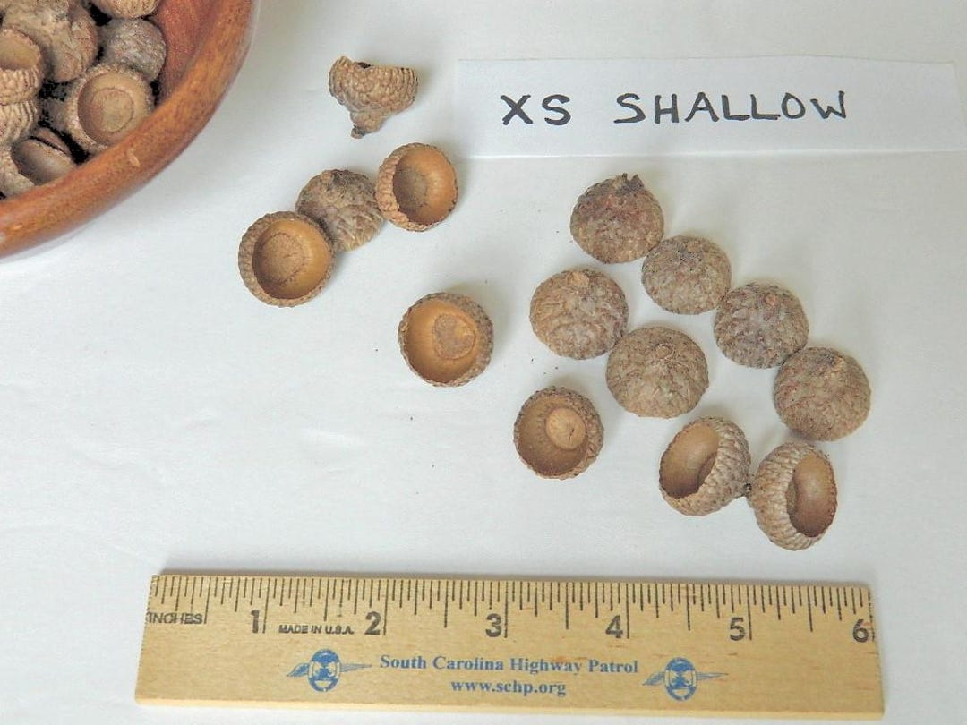 Shallow Acorn Caps, Extra Small Size, Natural Craft Product, Kids Arts ...