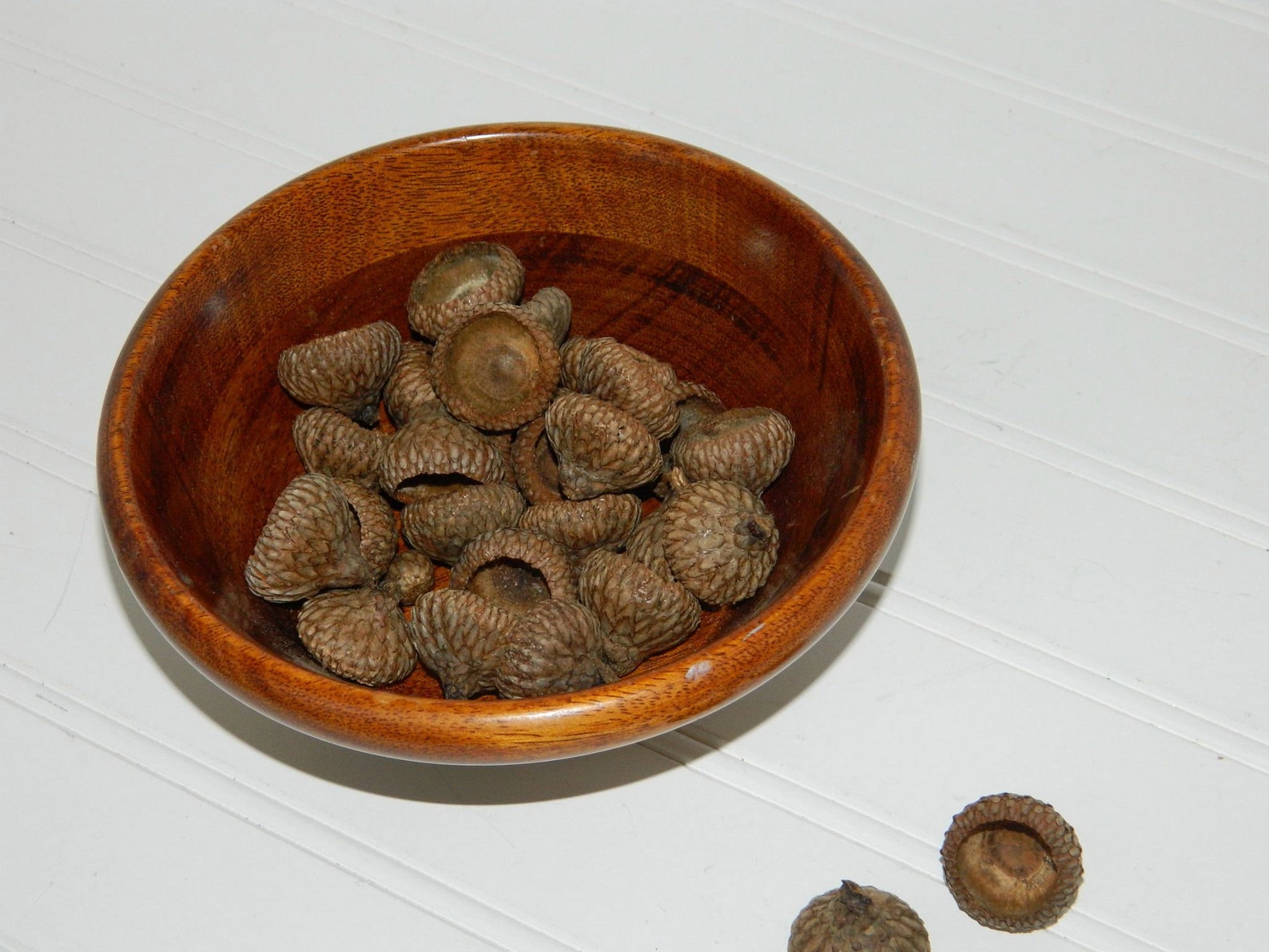 Small Feathered Natural Acorn Caps Real Acorn Tops Natural - Etsy