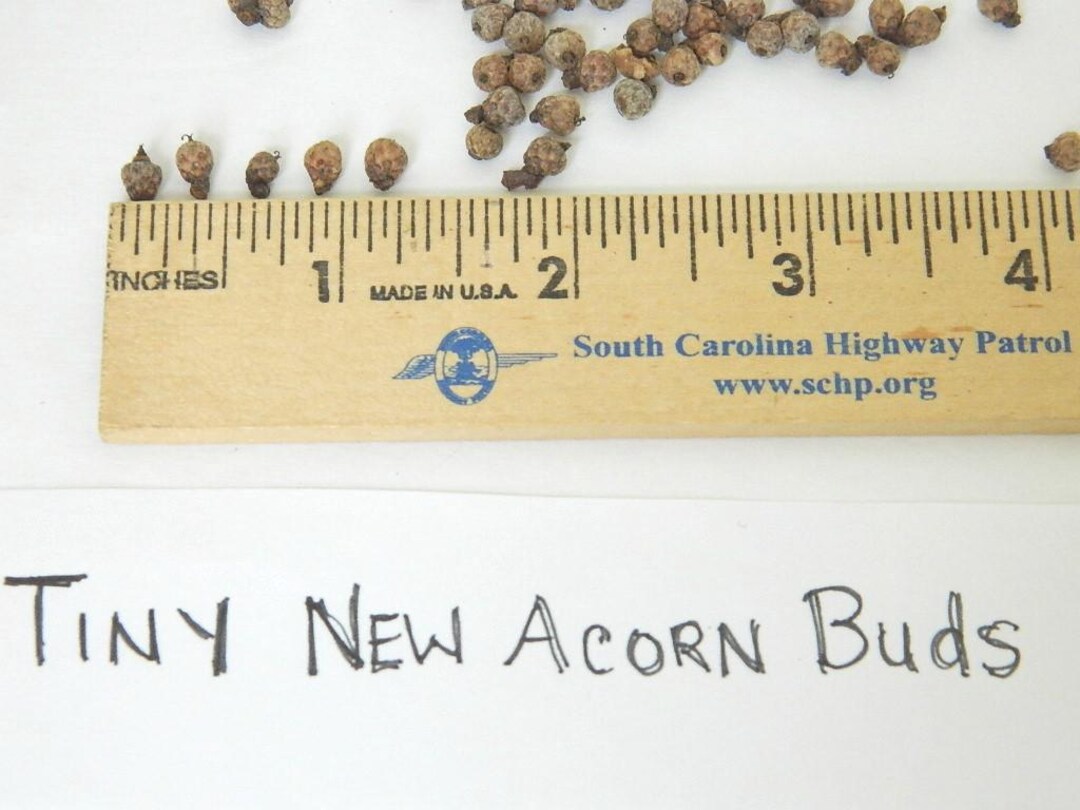 Teeny Tiny Acorn Buds, Natural Plant Product, Crafting Supply, Fairy ...