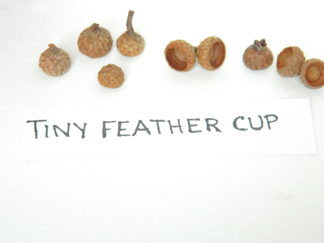 Tiny Size Feathered Cup Acorn Caps, Natural Crafting Product, Real ...