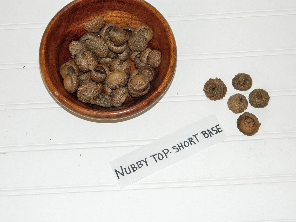 Real Acorn Tops Nubby Textured Acorn Caps Natural Craft - Etsy