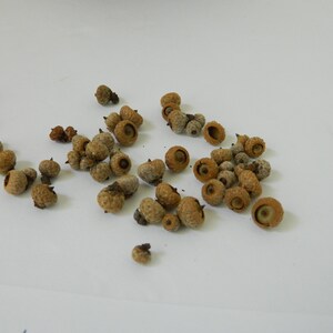 Teeny Tiny Acorn Buds, Natural Plant Product, Crafting Supply, Fairy ...