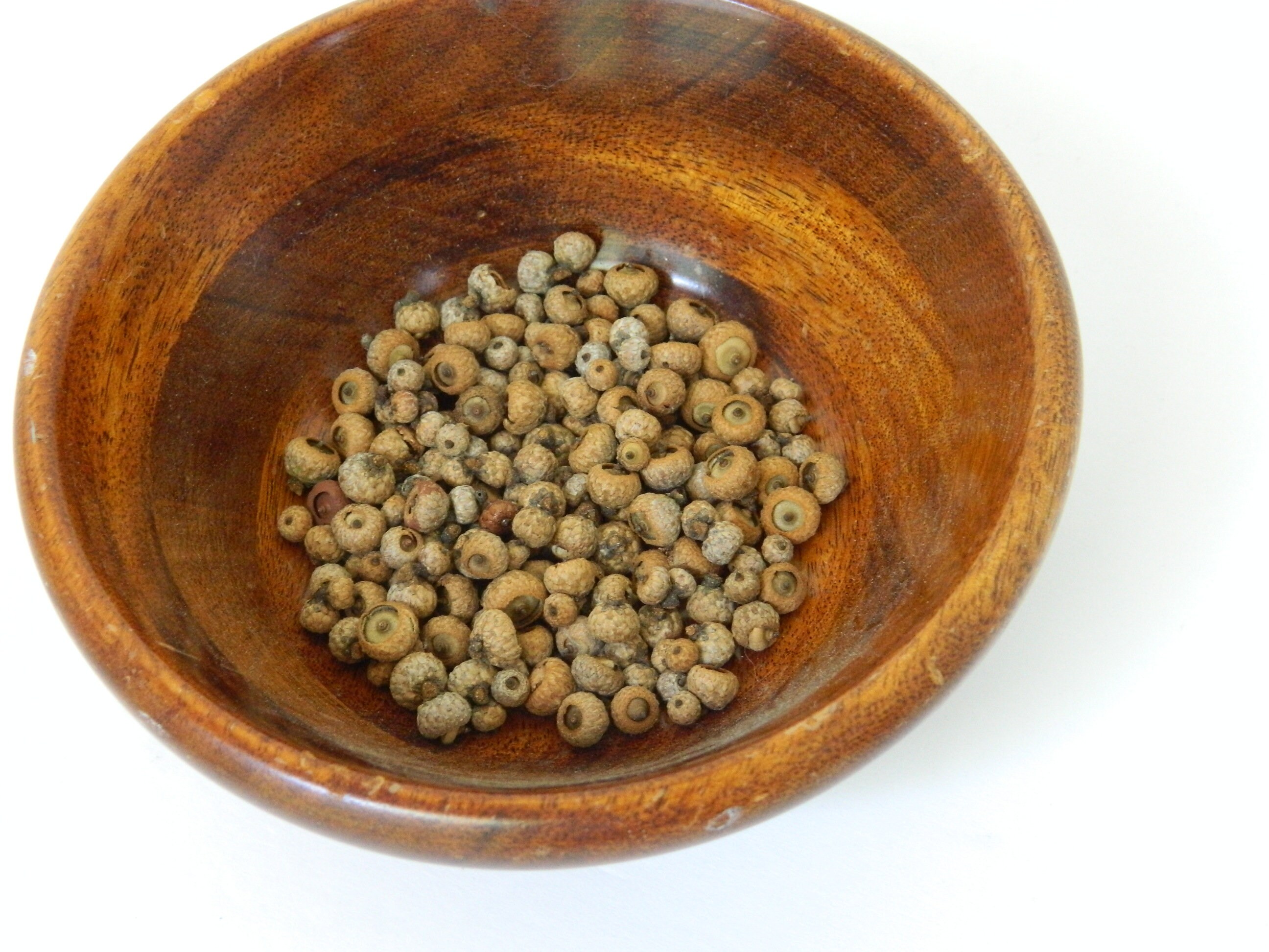 Teeny Tiny Acorn Buds, Natural Plant Product, Crafting Supply, Fairy ...