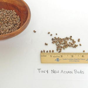 Teeny Tiny Acorn Buds, Natural Plant Product, Crafting Supply, Fairy ...