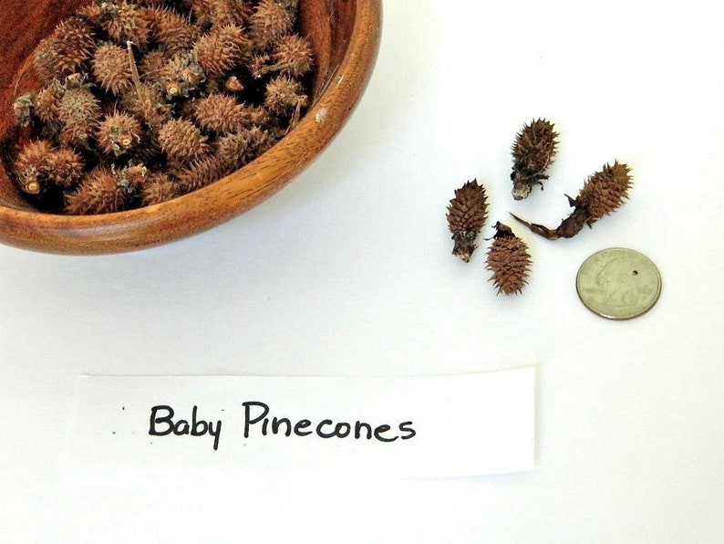 Tiny Baby Pine Cones - Unopened Burr Pine Cones - Natural Crafting ...