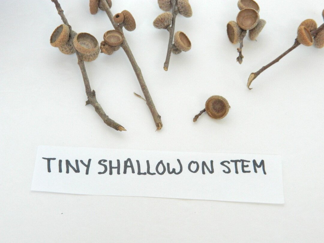 Tiny Shallow Caps on Stems, Natural Acorn Tops, Arts and Crafts, Raw ...