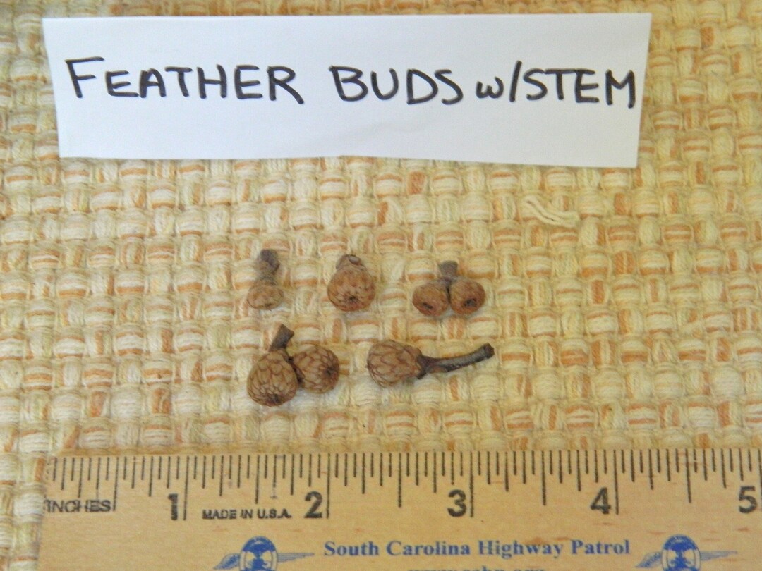 Acorn Buds With Rounded Base and Stem, Feathery Appearance, Smooth Base ...