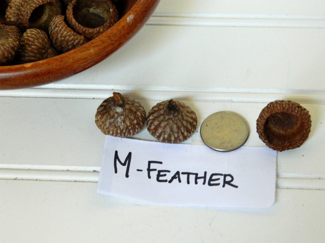 Medium Sized Natural Acorn Caps Real Acorn Tops for Crafts - Etsy