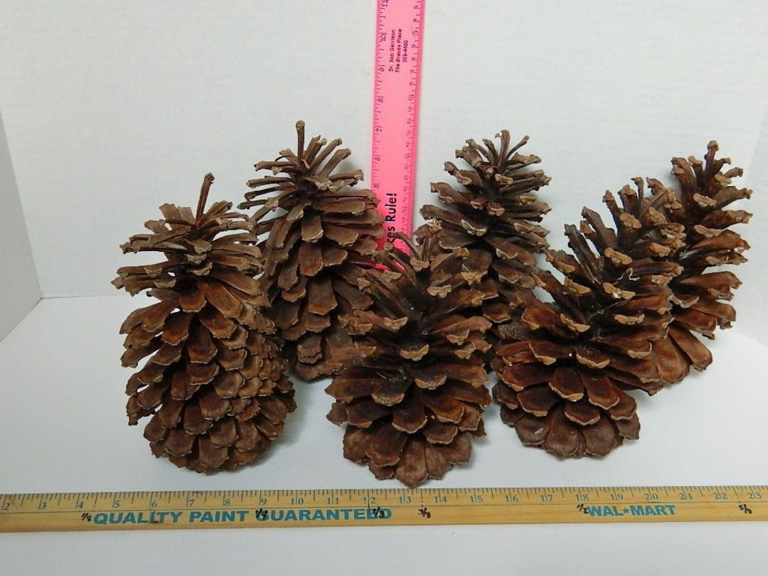 Extra Large Pine Cones Natural Craft Supply Rustic Decor - Etsy