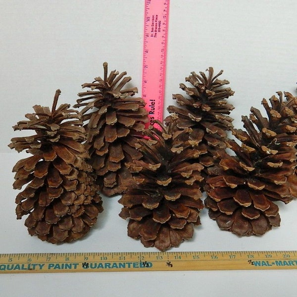 Extra Large Pine Cones - Etsy