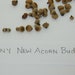 Teeny Tiny Acorn Buds, Natural Plant Product, Crafting Supply, Fairy ...