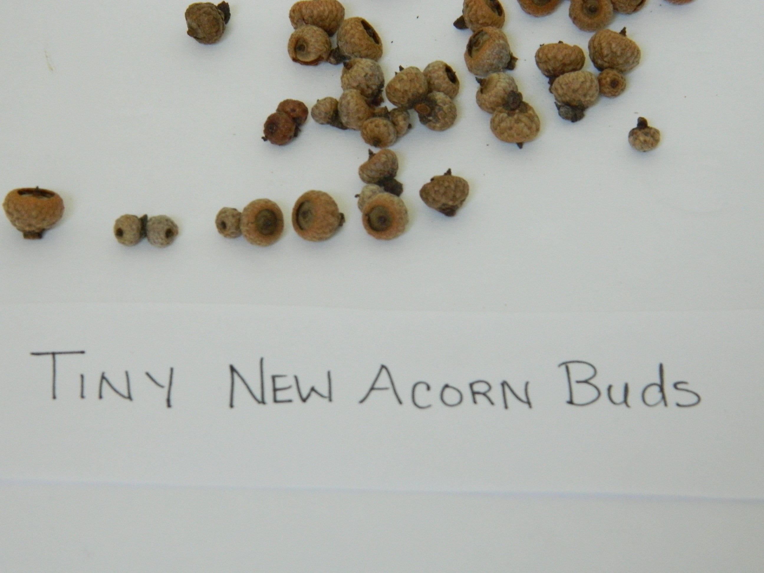 Teeny Tiny Acorn Buds, Natural Plant Product, Crafting Supply, Fairy ...
