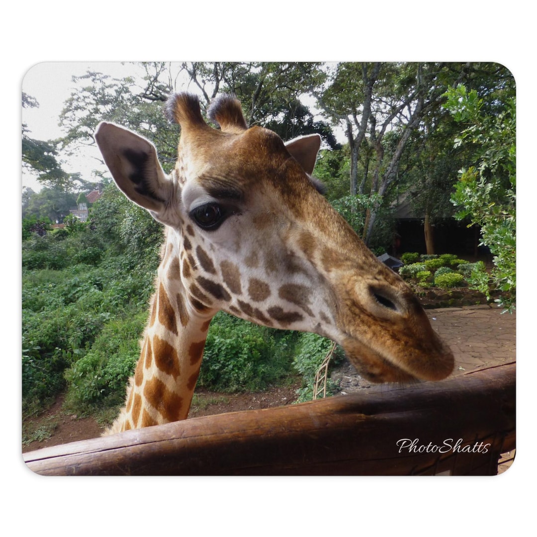 Kenya Giraffe Photo Mouse Pad: African Wildlife Gift - Etsy
