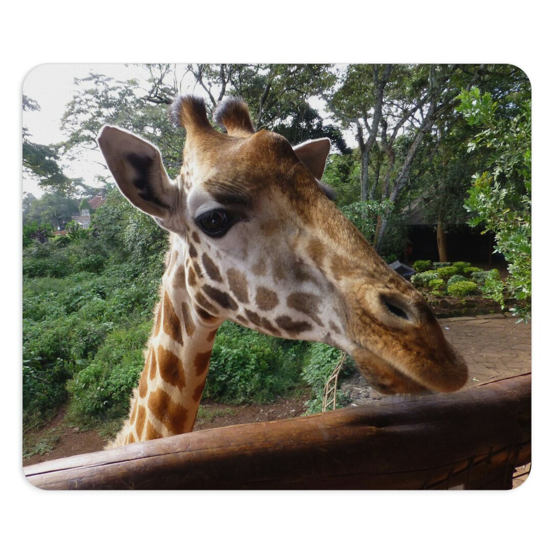 Young Masai Mara Giraffe, Mouse Pad, African Print, Photoshatts, Wild ...