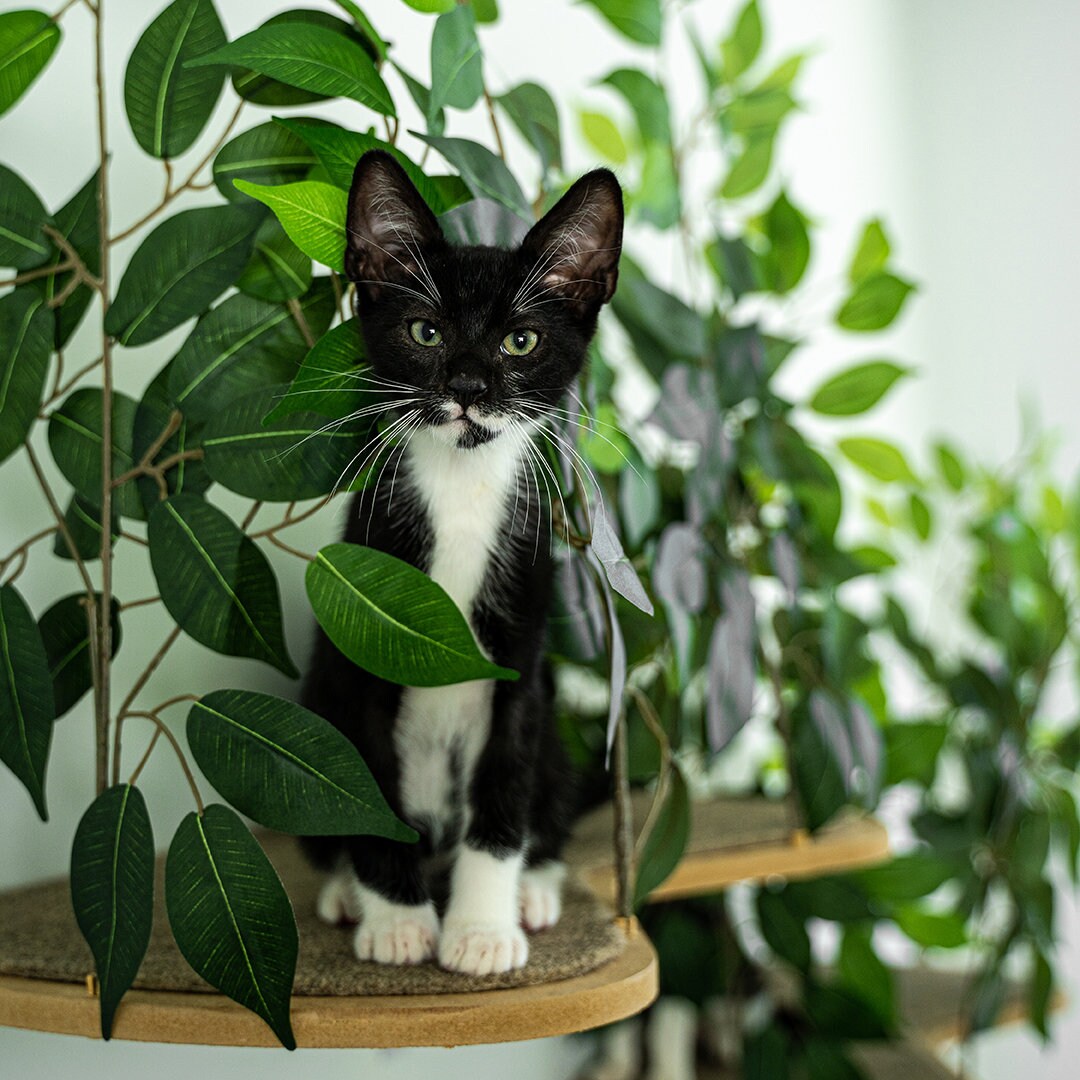 On2 Pets 4ft Cat Tree and Canopies With Leaves Bundle Deal - Etsy