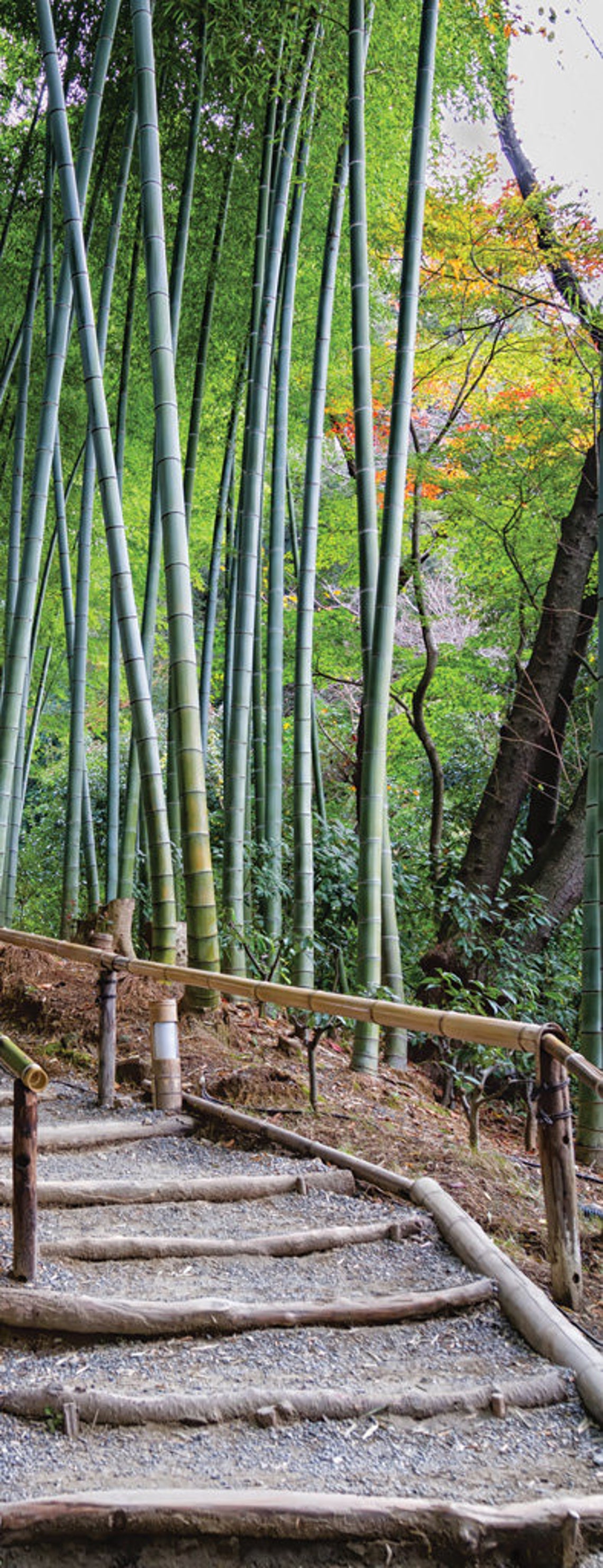 Bamboo Door Sticker Self Adhesive Vinyl Peel and Stick Self - Etsy