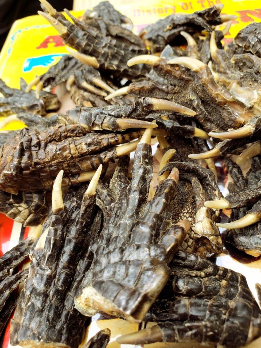 Small Alligator Foot Paw Claw Gator Mummified Dried Preserved - Etsy UK